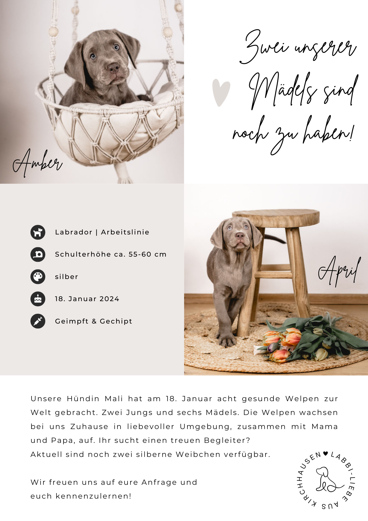 Labbi-Liebe aus Kirchhausen